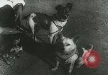 HD Stock Video Footage - Soviet Space dog, Laika, preparing for a ...